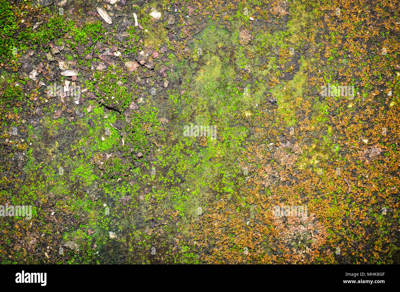 Green lichen forest ground hi-res stock photography and images - Alamy
