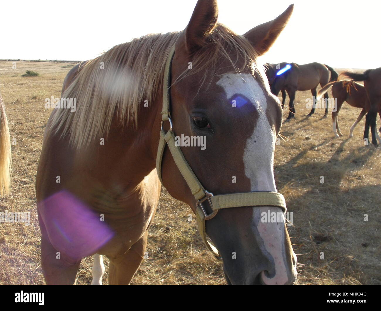 Horses in the field Stock Photo - Alamy