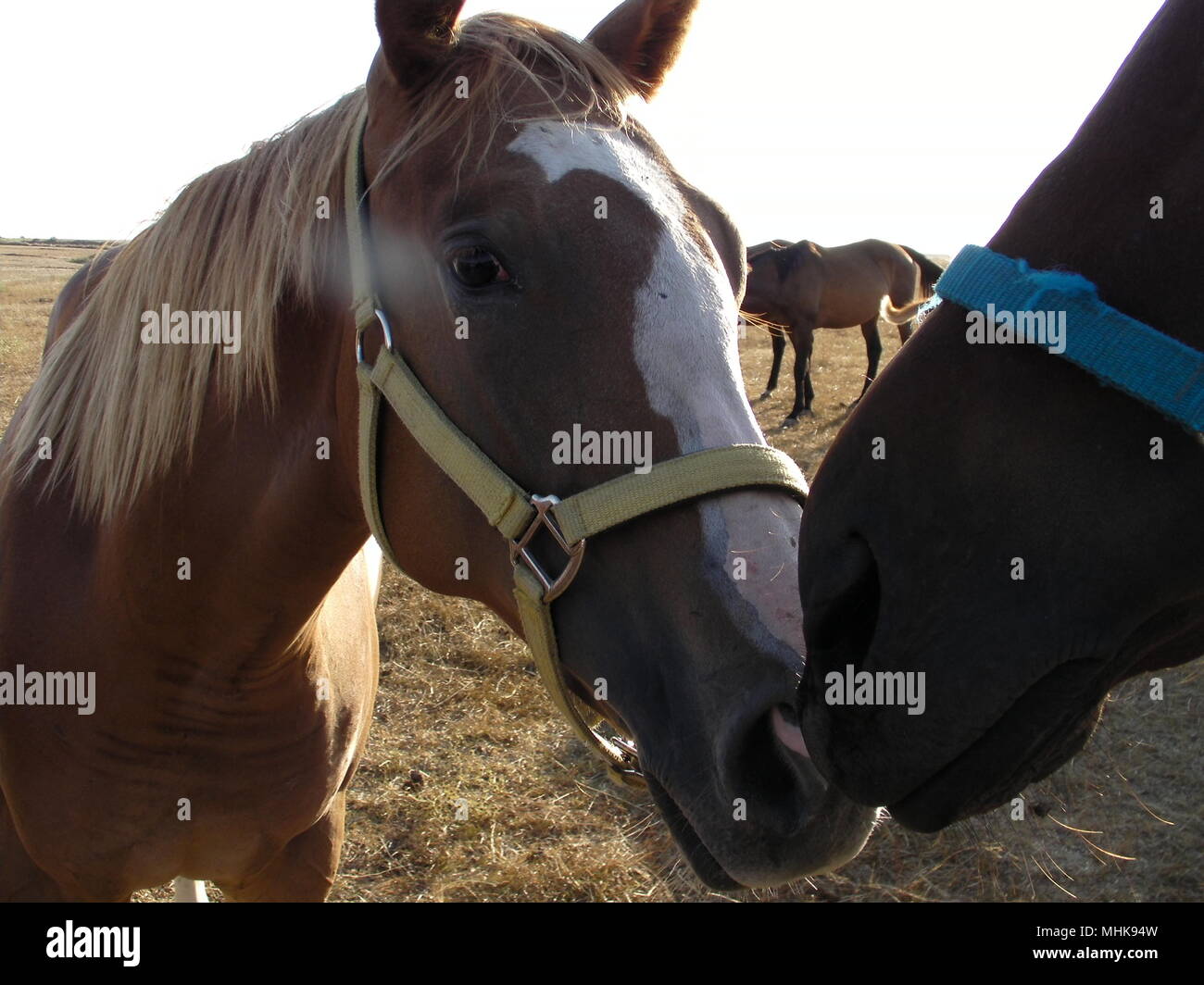 Horses in the field Stock Photo - Alamy