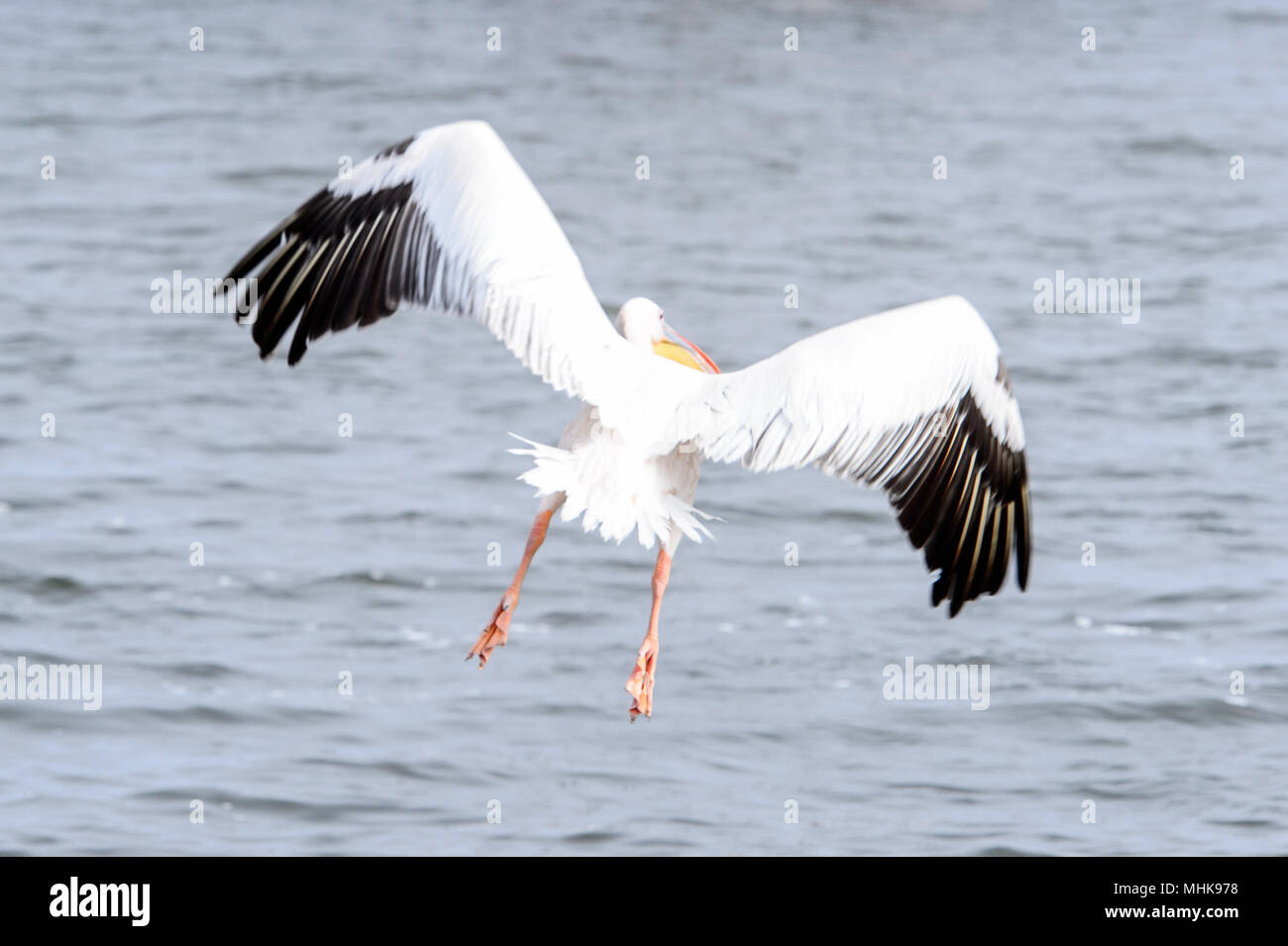 Pelican, Walvis Bay, Namibia Stock Photo - Alamy