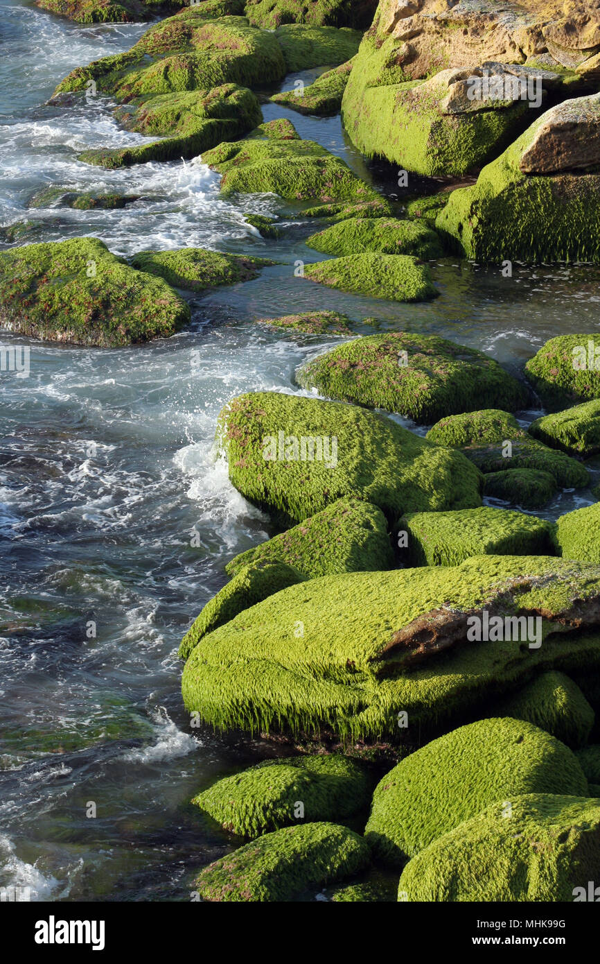 Algae covered rocks, Bronte Beach, Sydney, NSW, Australia Stock Photo ...