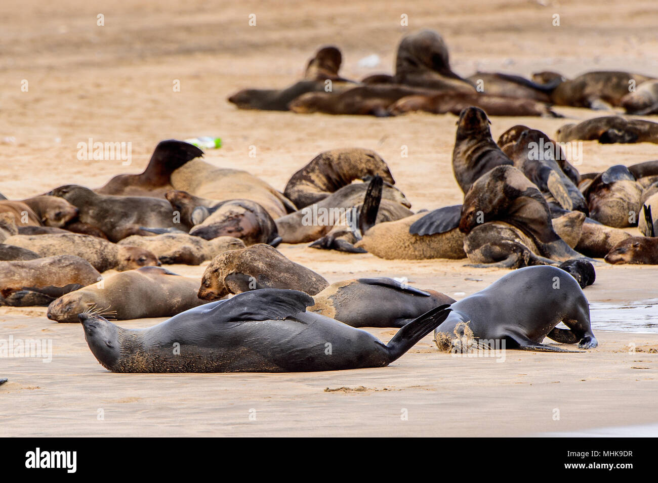 Group of the Sea lions on the coast of the Atlantic Ocean, Namibia ...