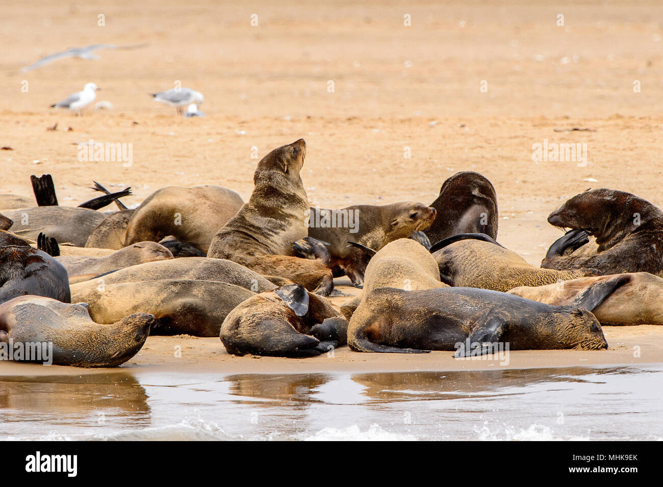 Group of the Sea lions on the coast of the Atlantic Ocean, Namibia ...