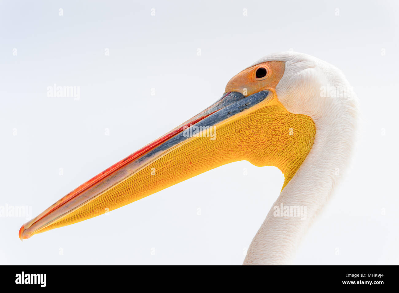 Pelican, Walvis Bay, Namibia Stock Photo - Alamy