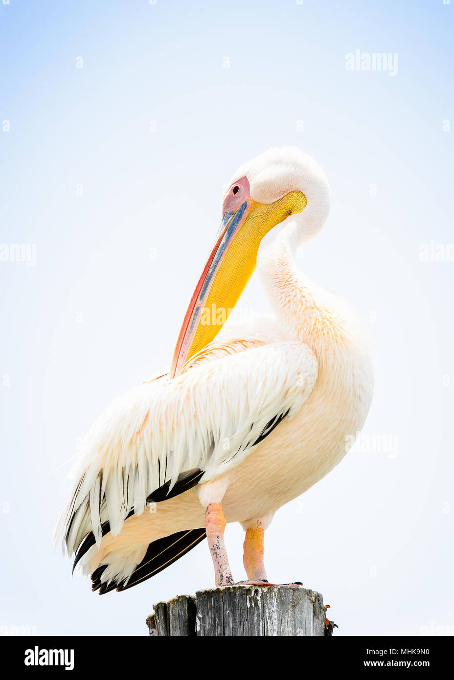 Pelican close up Stock Photo - Alamy