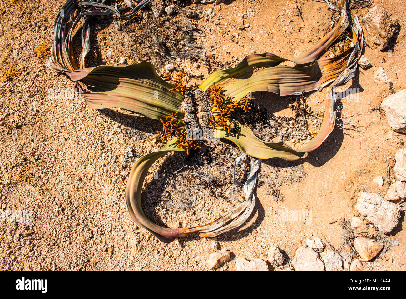 Dry plants in Namibia Stock Photo - Alamy