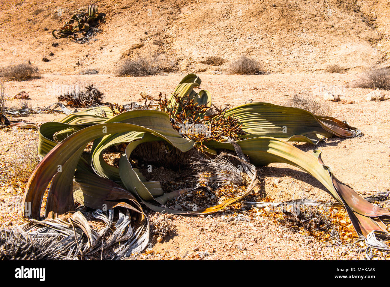 Dry plants in Namibia Stock Photo - Alamy