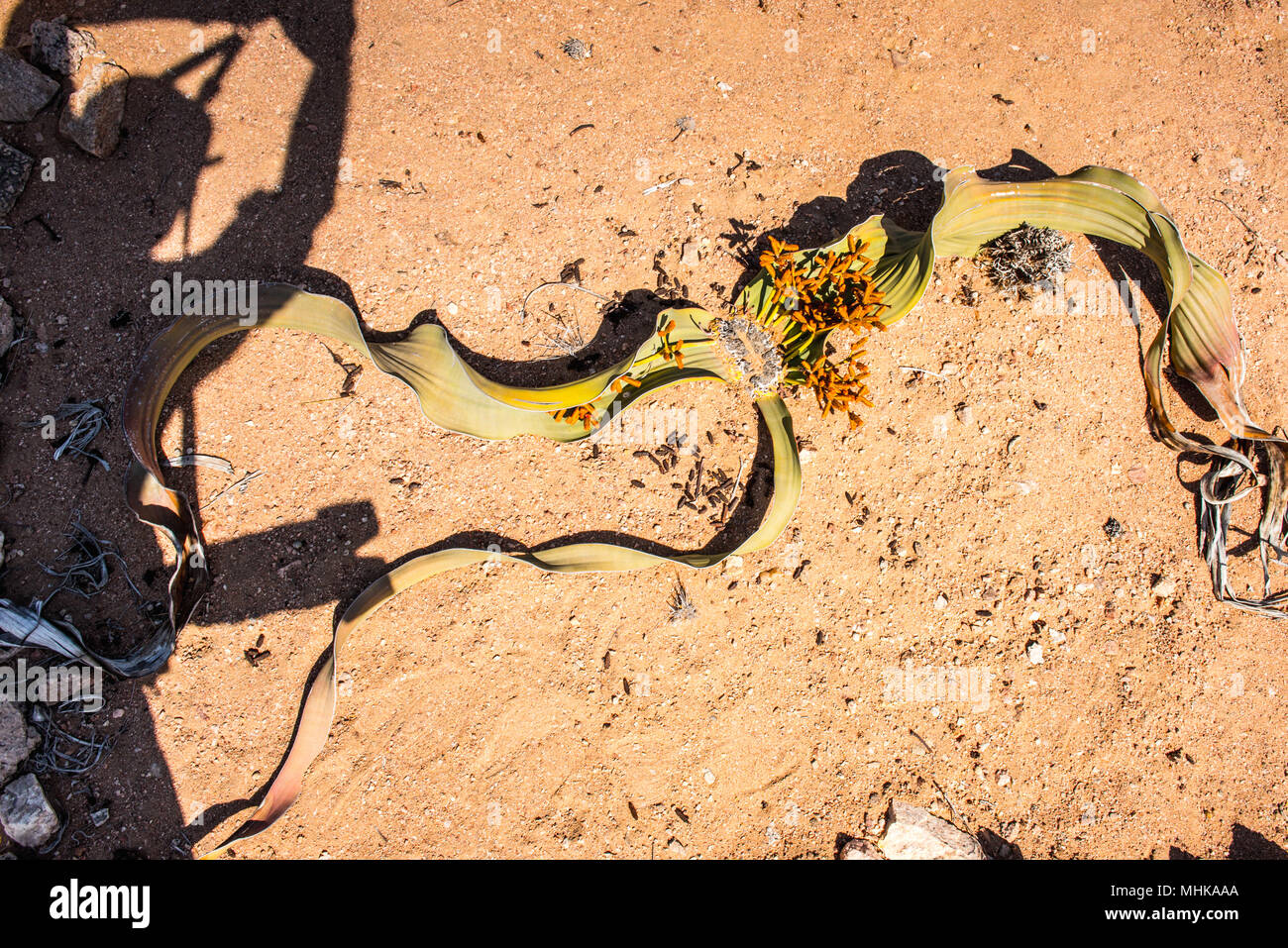 Dry plants in Namibia Stock Photo - Alamy