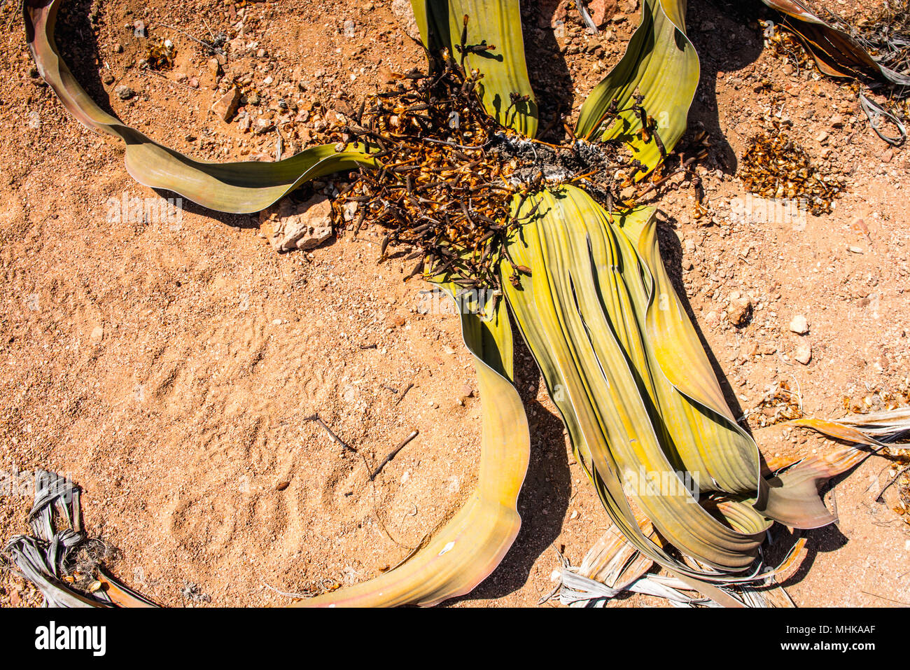 Dry plants in Namibia Stock Photo - Alamy