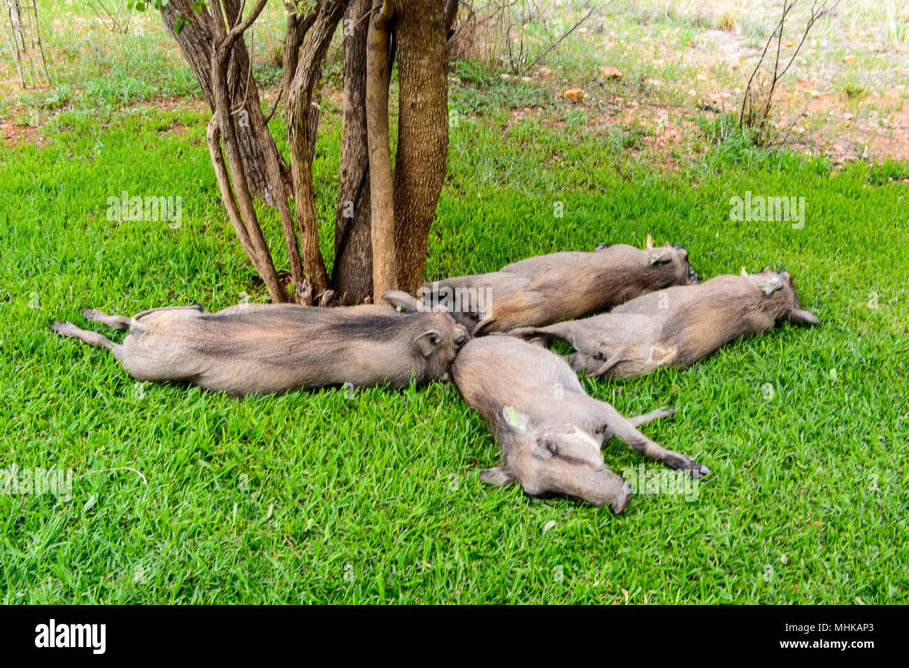 Pigs sleeping under the tree Stock Photo - Alamy