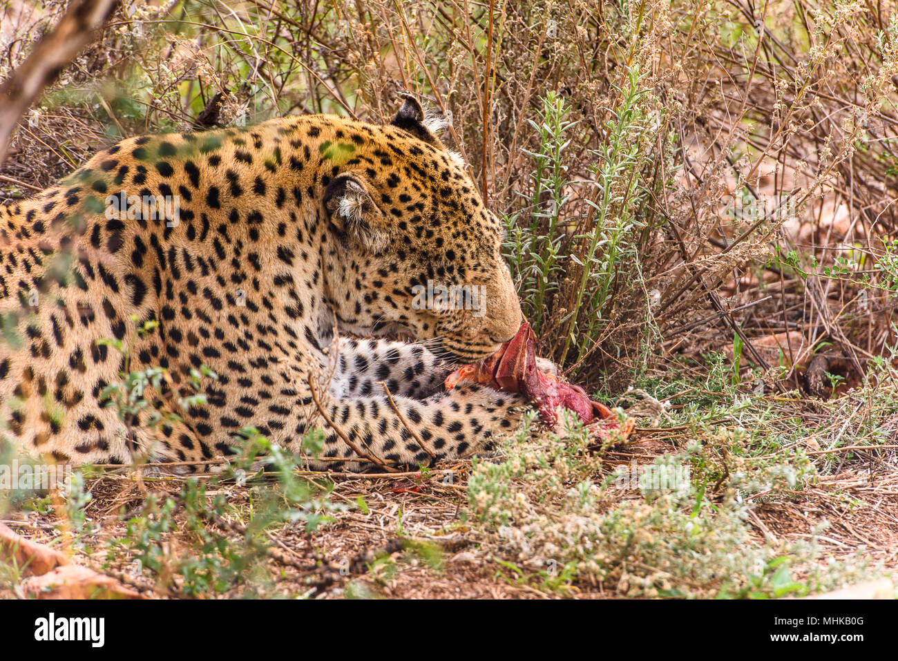 Leopard eats a peace of meat at the Naankuse Wildlife Sanctuary ...