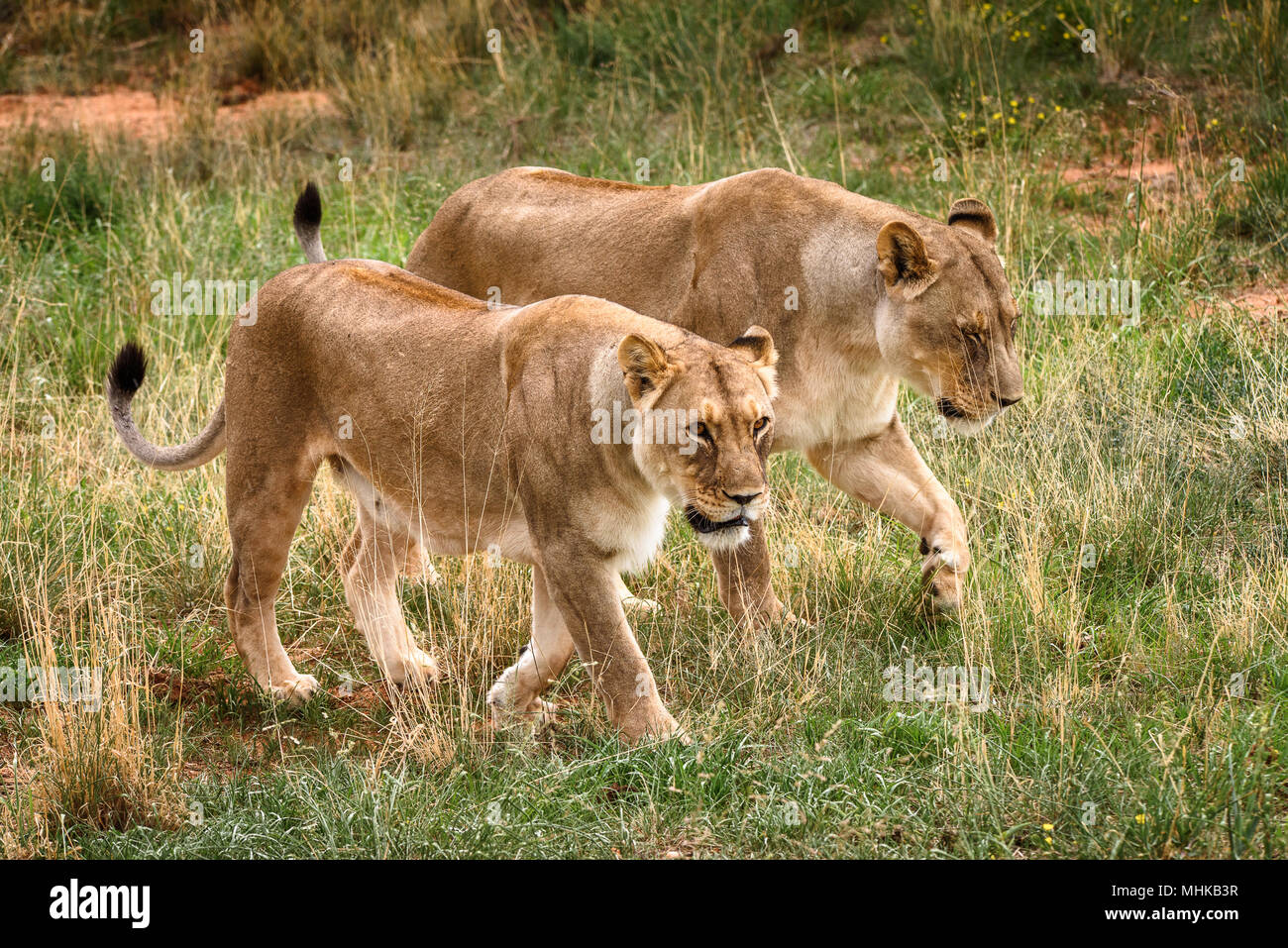 Couple of lionesses at the Naankuse Wildlife Sanctuary, Namibia, Africa ...