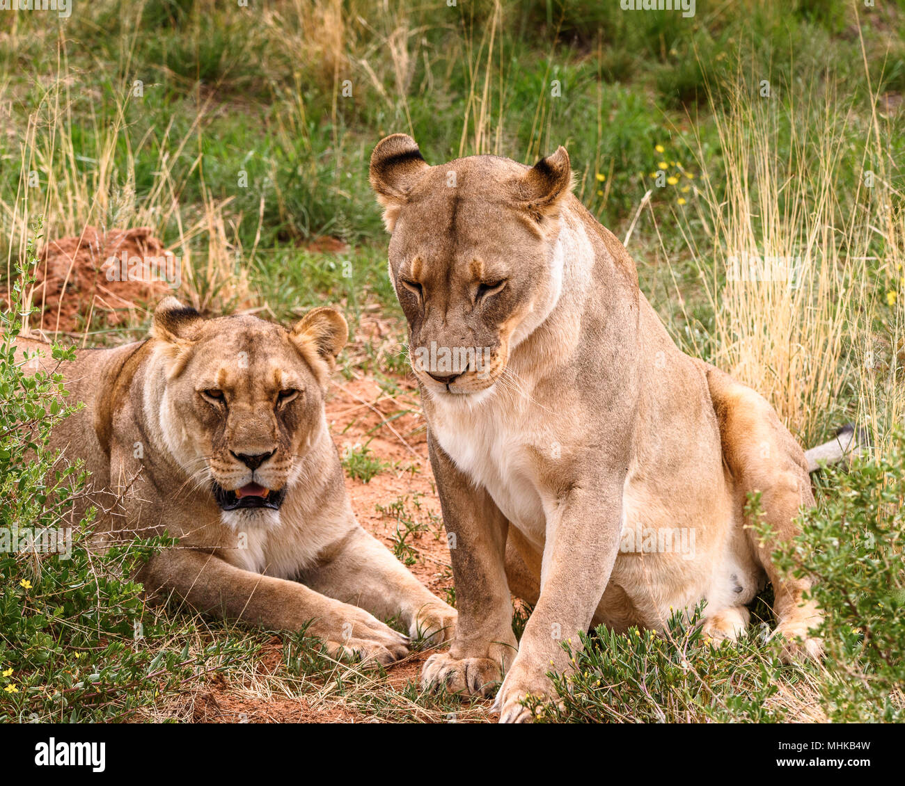 Couple of lionesses at the Naankuse Wildlife Sanctuary, Namibia, Africa ...