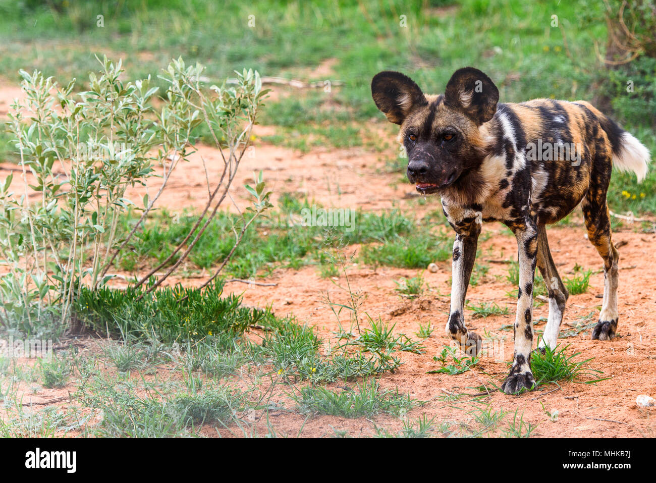 Wild Dog at the Lioness portrait at the Naankuse Wildlife Sanctuary ...