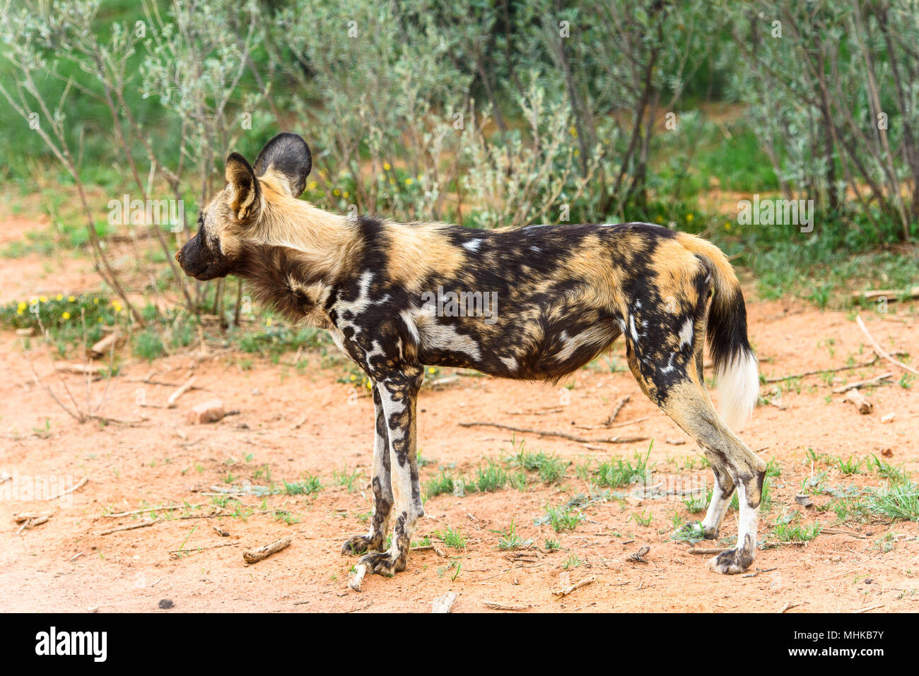 Wild Dog at the Lioness portrait at the Naankuse Wildlife Sanctuary ...