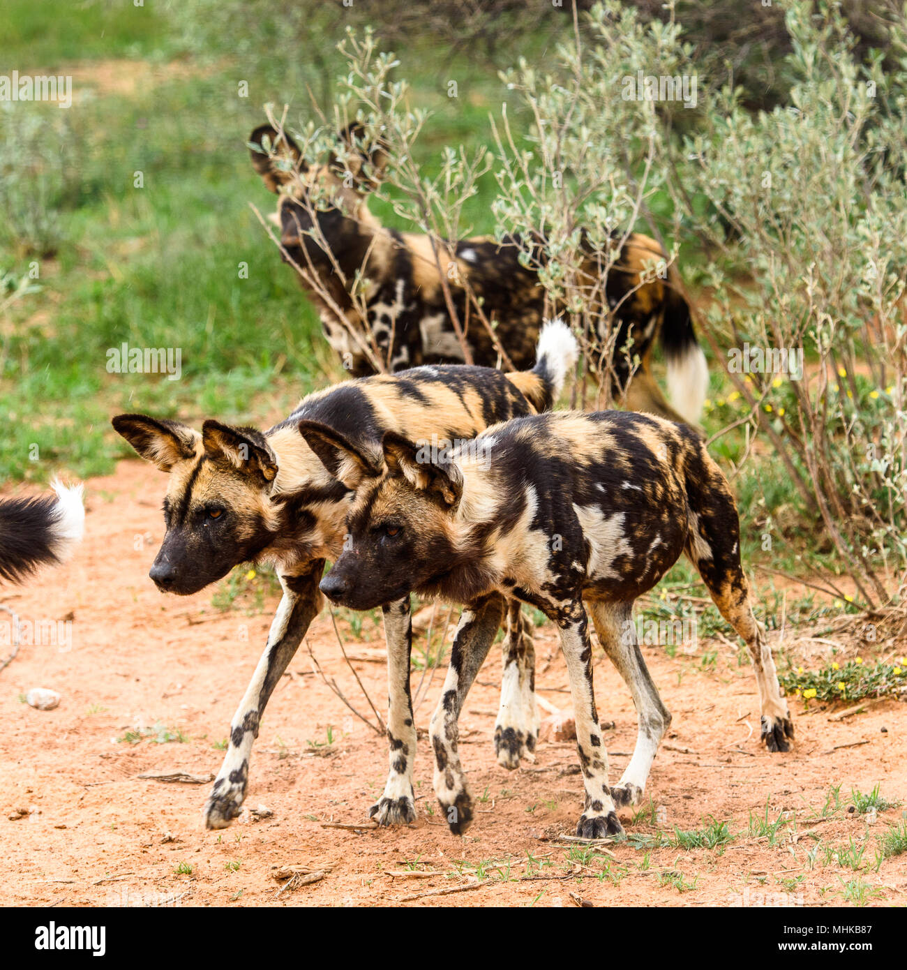 Wild Dog at the Lioness portrait at the Naankuse Wildlife Sanctuary ...