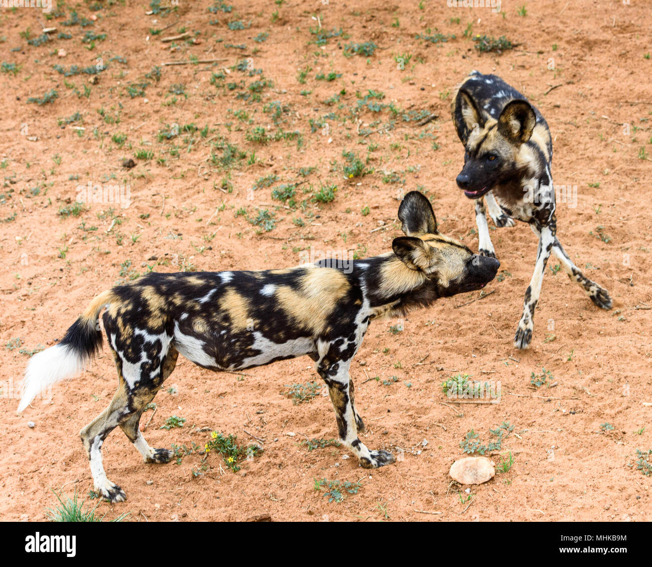 Wild Dog at the Lioness portrait at the Naankuse Wildlife Sanctuary ...