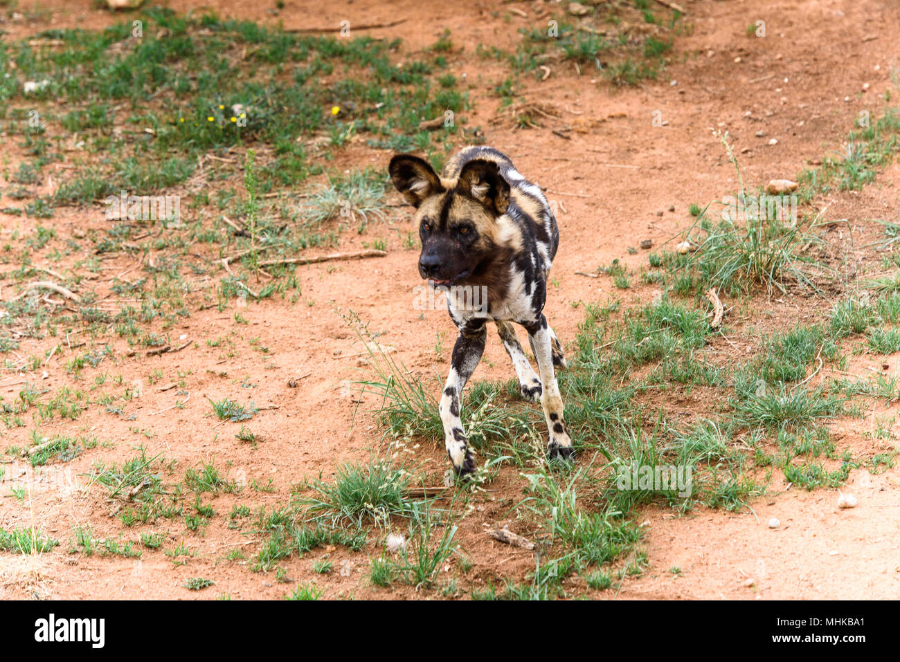 Wild Dog at the Lioness portrait at the Naankuse Wildlife Sanctuary ...
