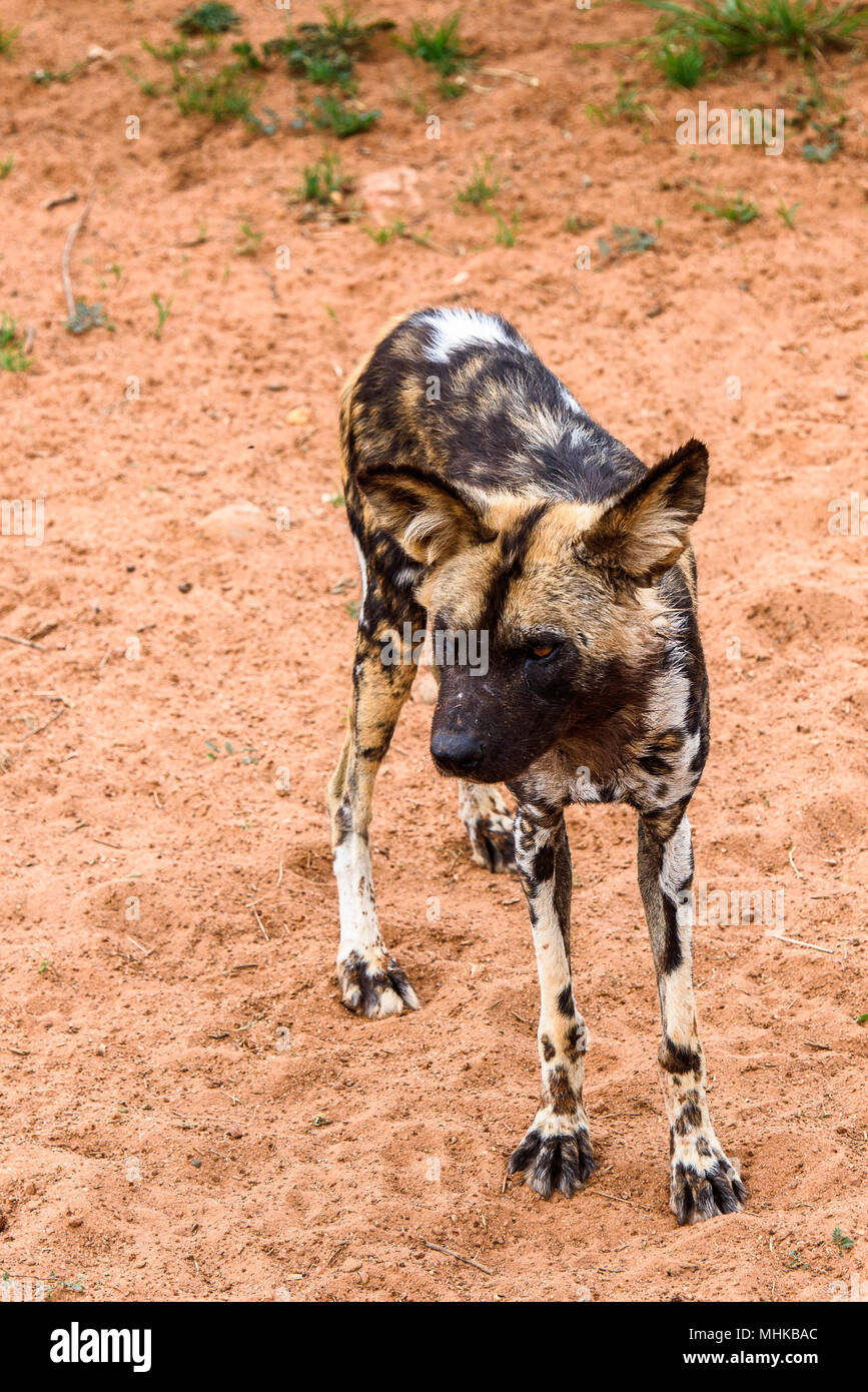 Wild Dog at the Lioness portrait at the Naankuse Wildlife Sanctuary ...