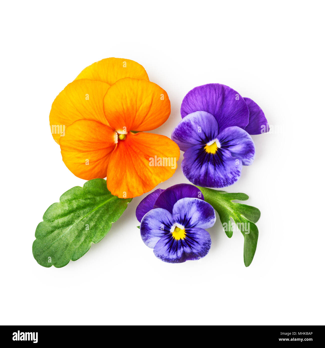 Pansy flowers or spring garden viola tricolor on white background ...