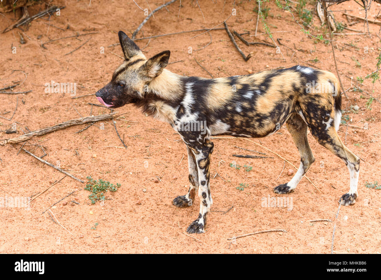 Wild Dog at the Lioness portrait at the Naankuse Wildlife Sanctuary ...