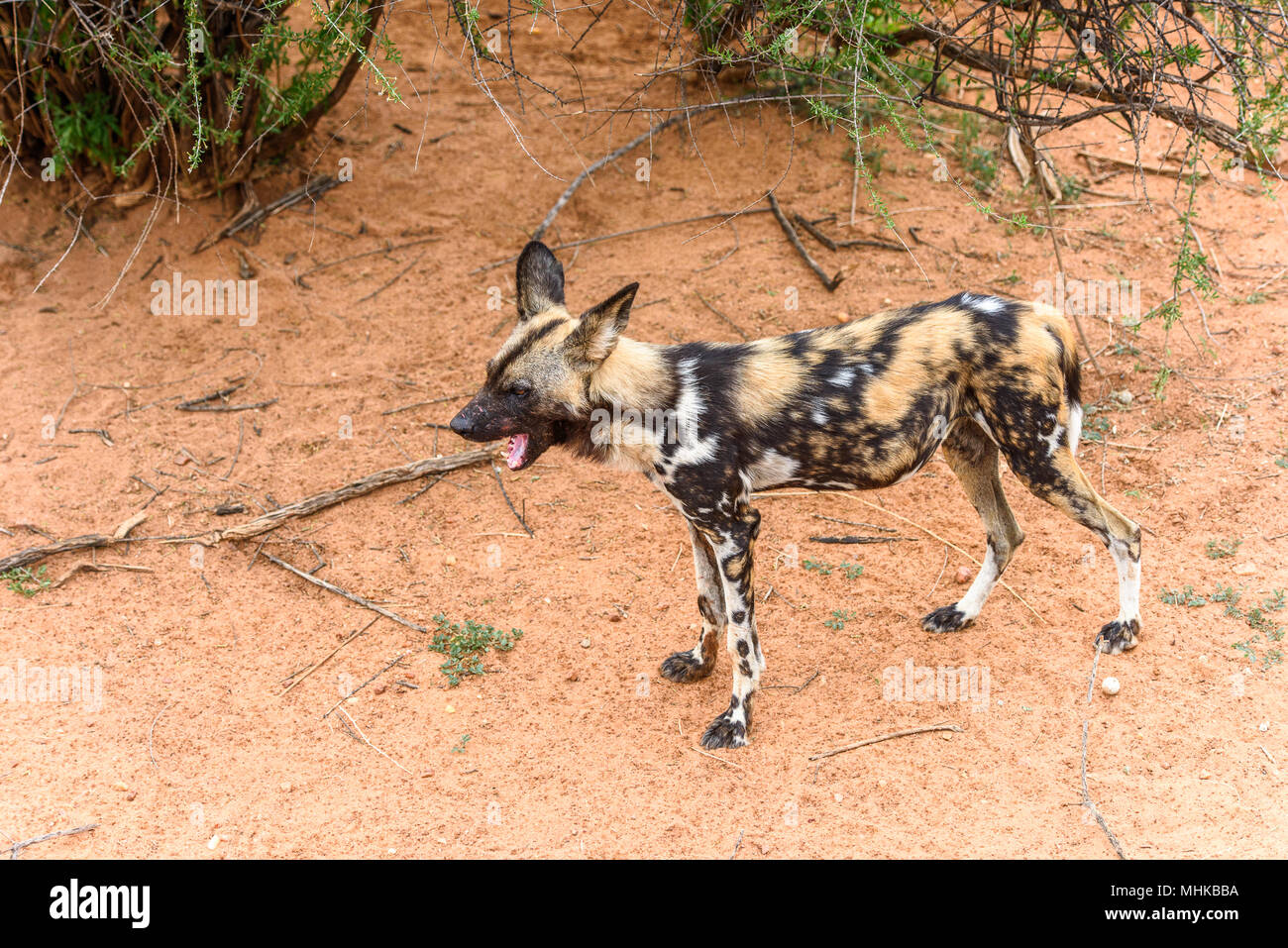 Wild Dog at the Lioness portrait at the Naankuse Wildlife Sanctuary ...