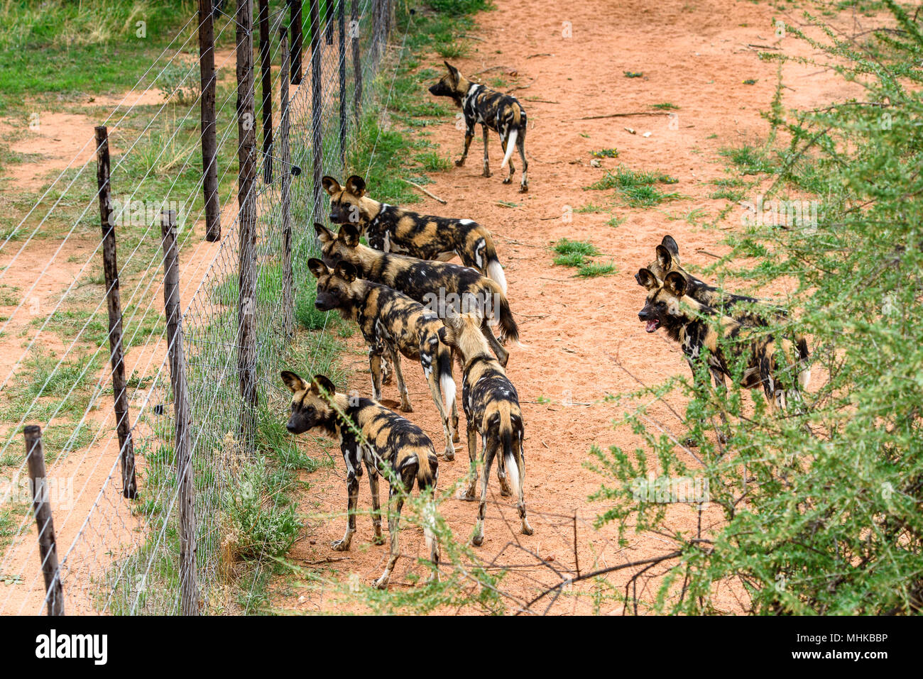 Wild Dogs at the Lioness portrait at the Naankuse Wildlife Sanctuary ...
