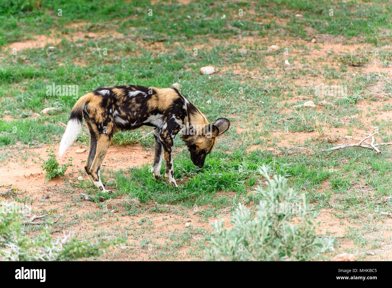 Wild Dog at the Lioness portrait at the Naankuse Wildlife Sanctuary ...