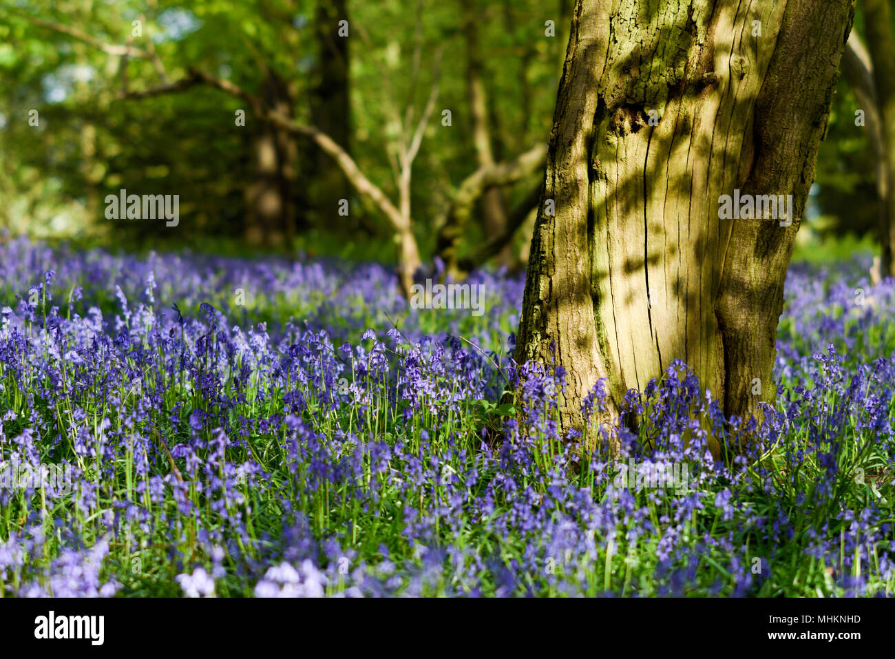 Misk Hills, Hucknall, Nottinghamshire, UK:02nd May 2018. UK Weather ...