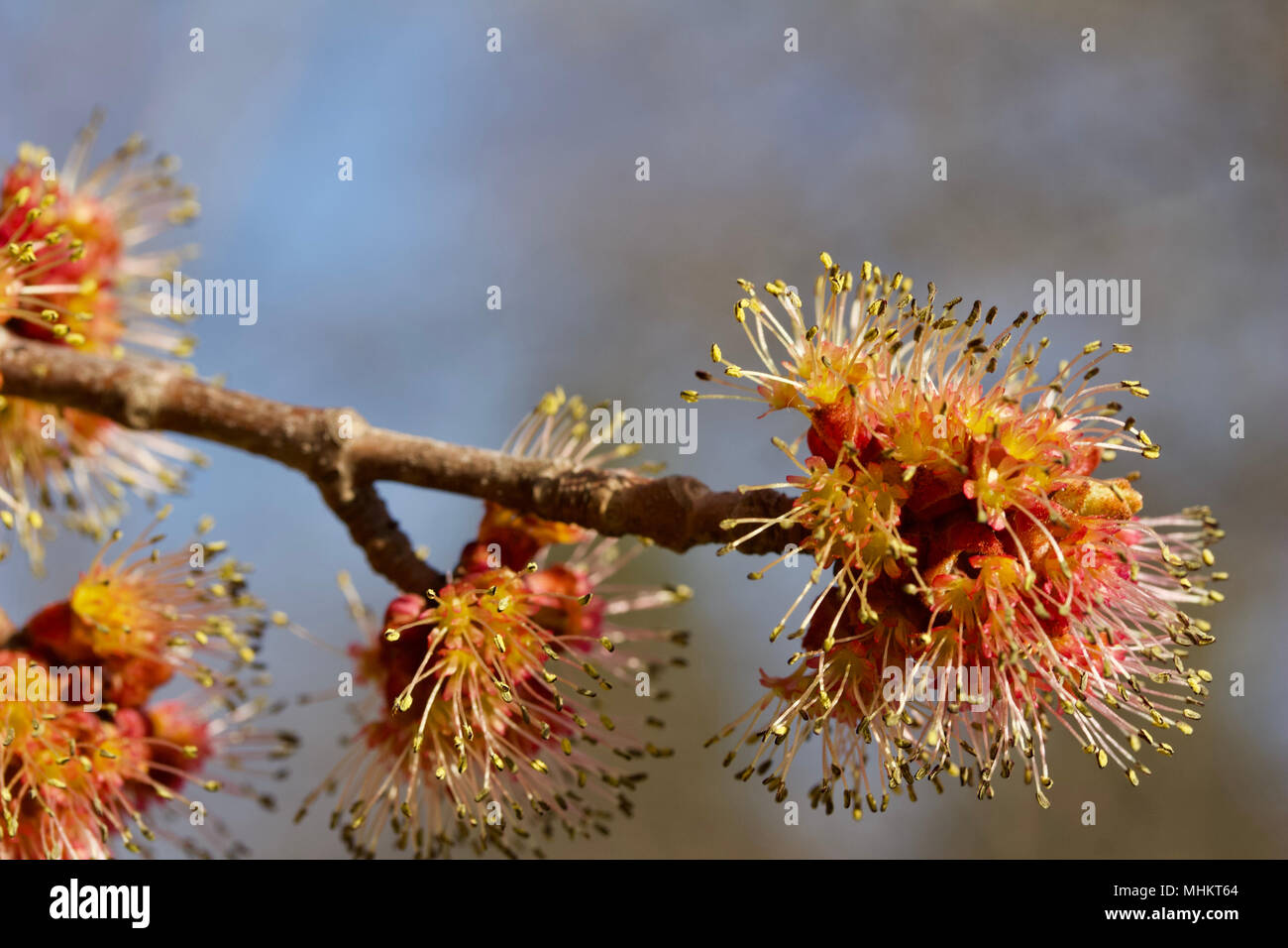 Macro close-up view of emerging flower blossoms on the branches of an ...