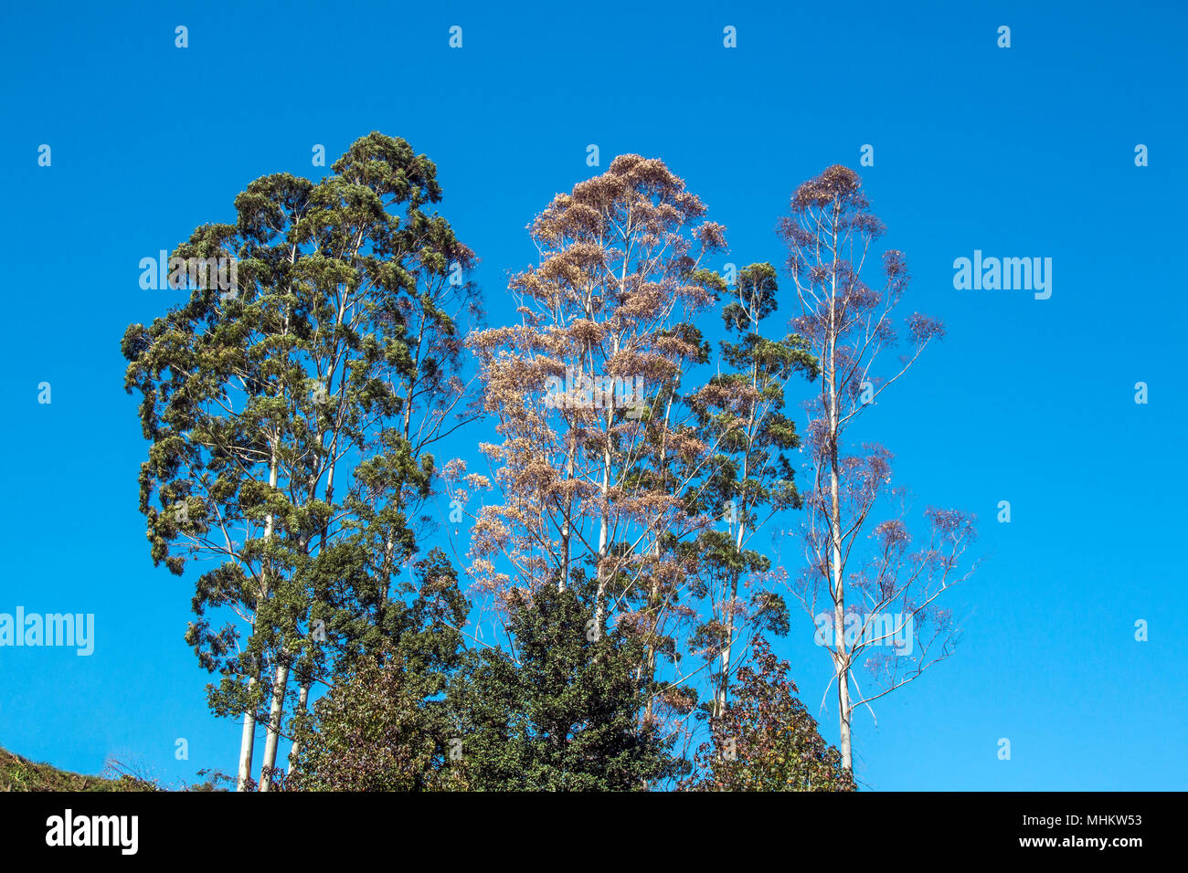 Blue gum tree africa hi-res stock photography and images - Alamy