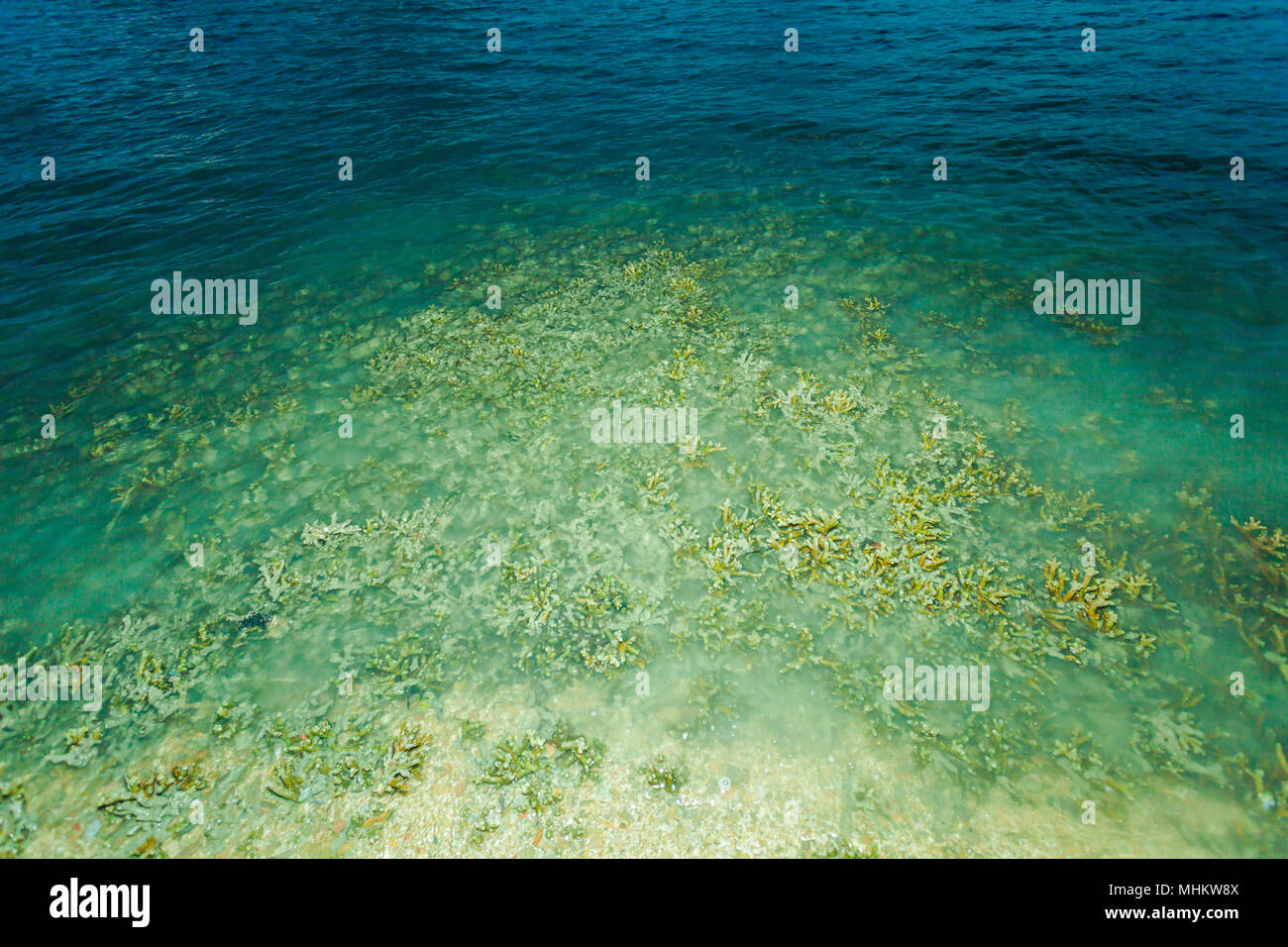 during low tide we can see a lot of coral reef around Hea island Pa Yu ...