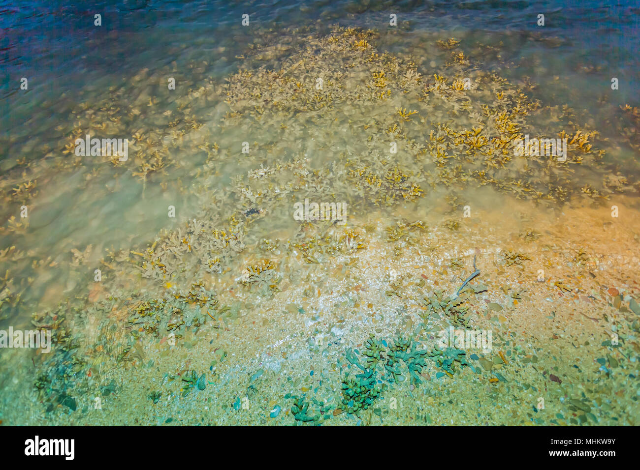 during low tide we can see a lot of coral reef around Hea island Pa Yu ...
