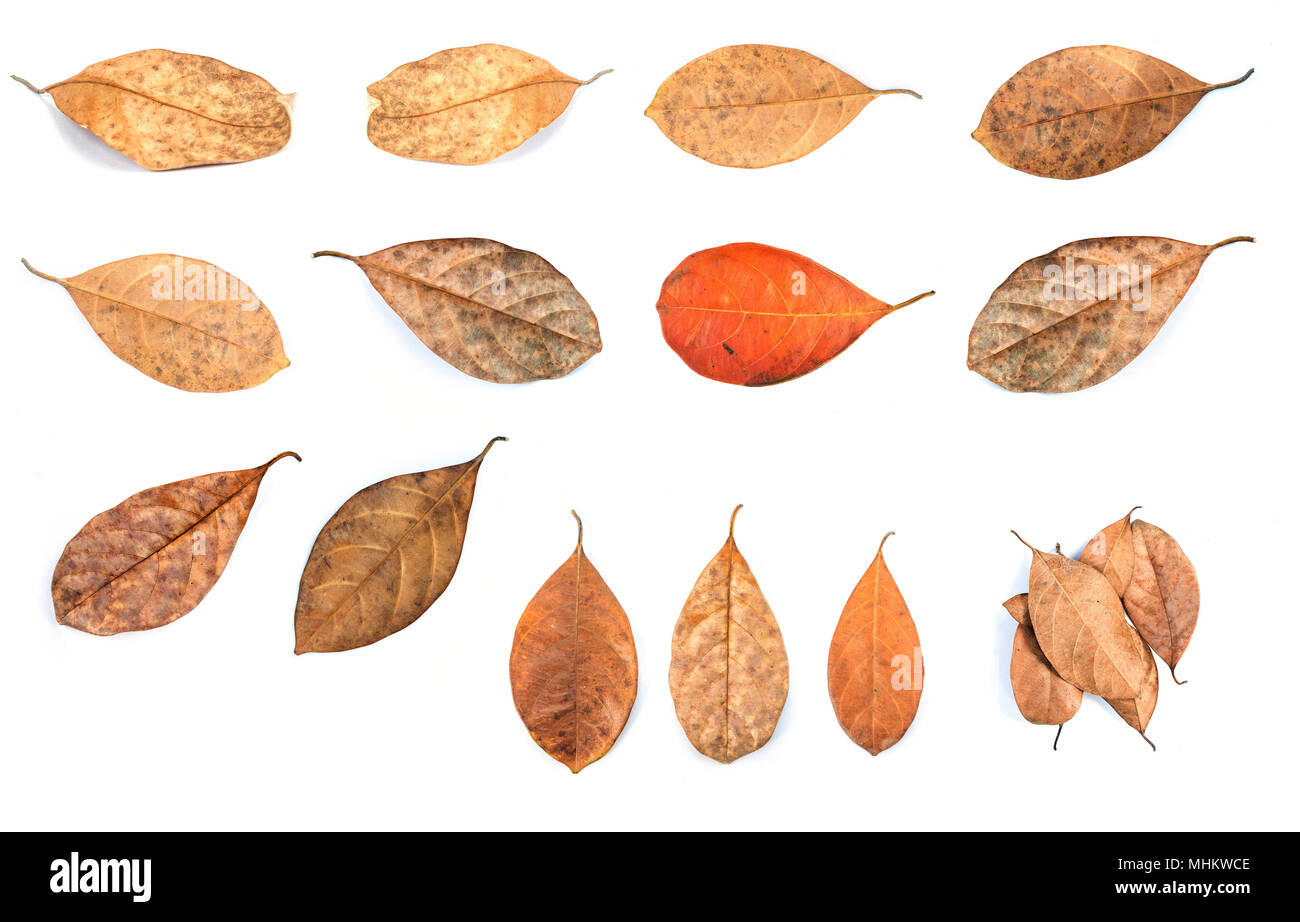 Close up dead leaf isolated on white background Stock Photo - Alamy