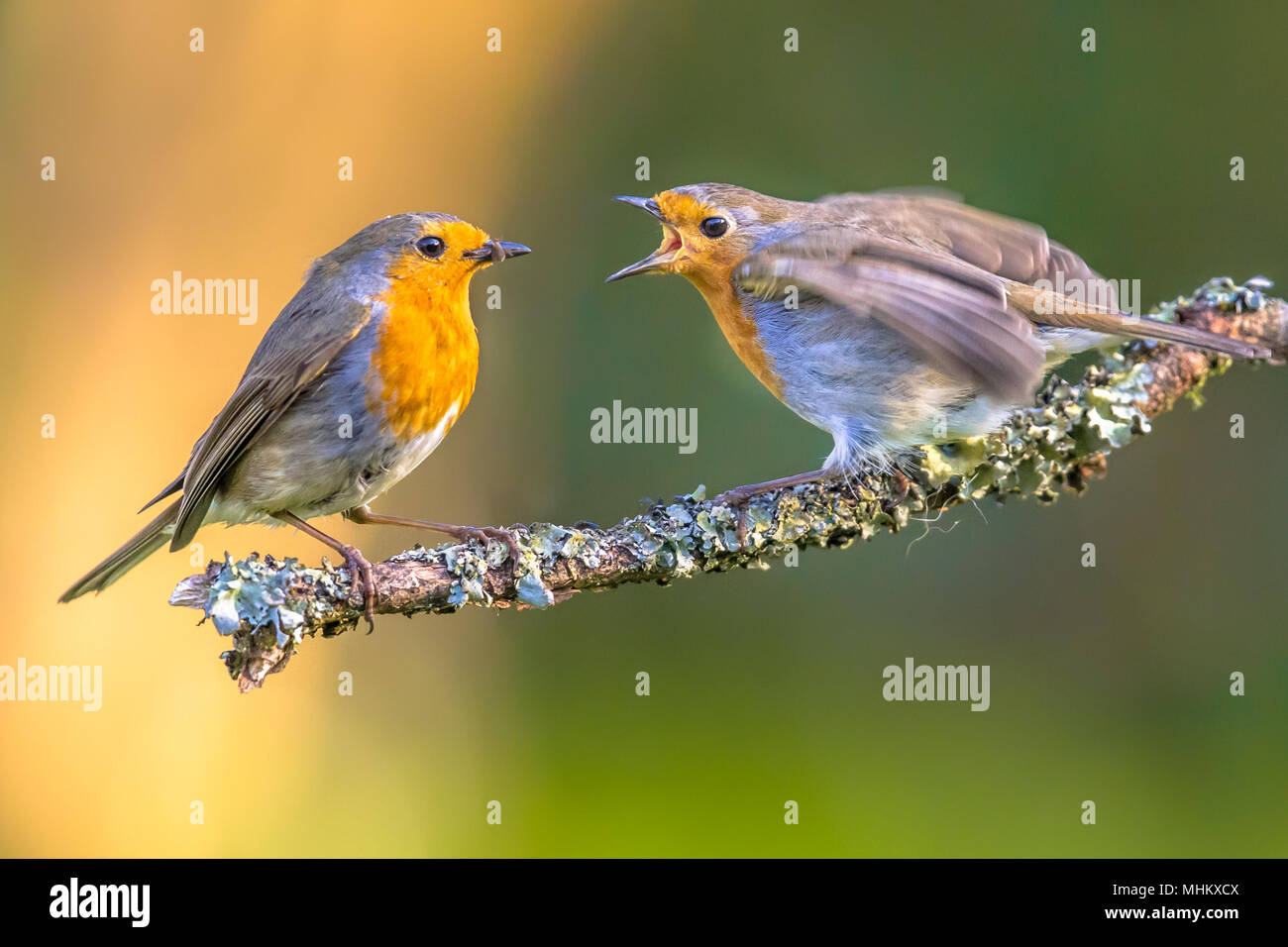 Cute wildlife hi-res stock photography and images - Alamy