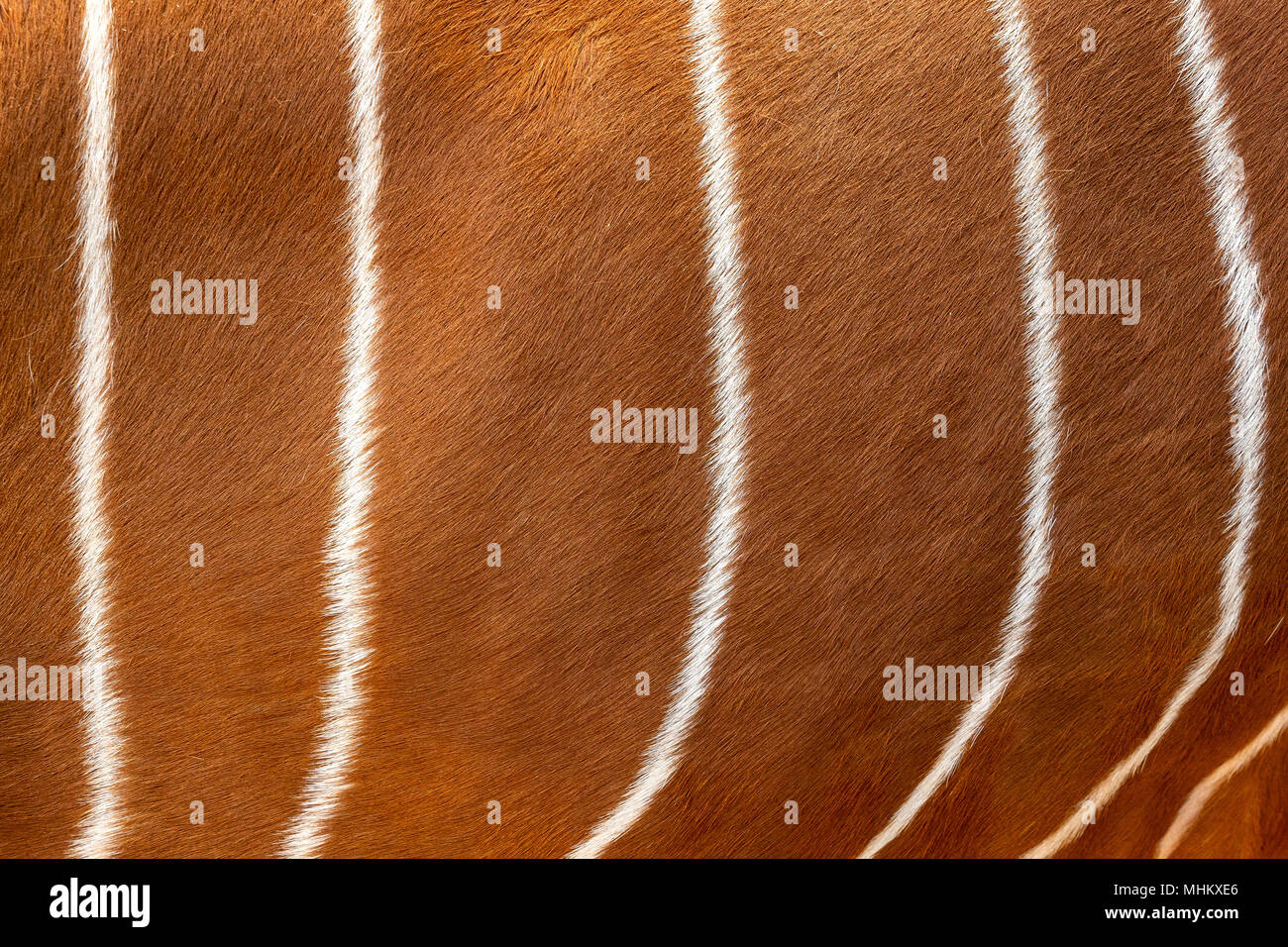 Bongo fur pattern or texture on background. Antelope bongo skin Stock ...