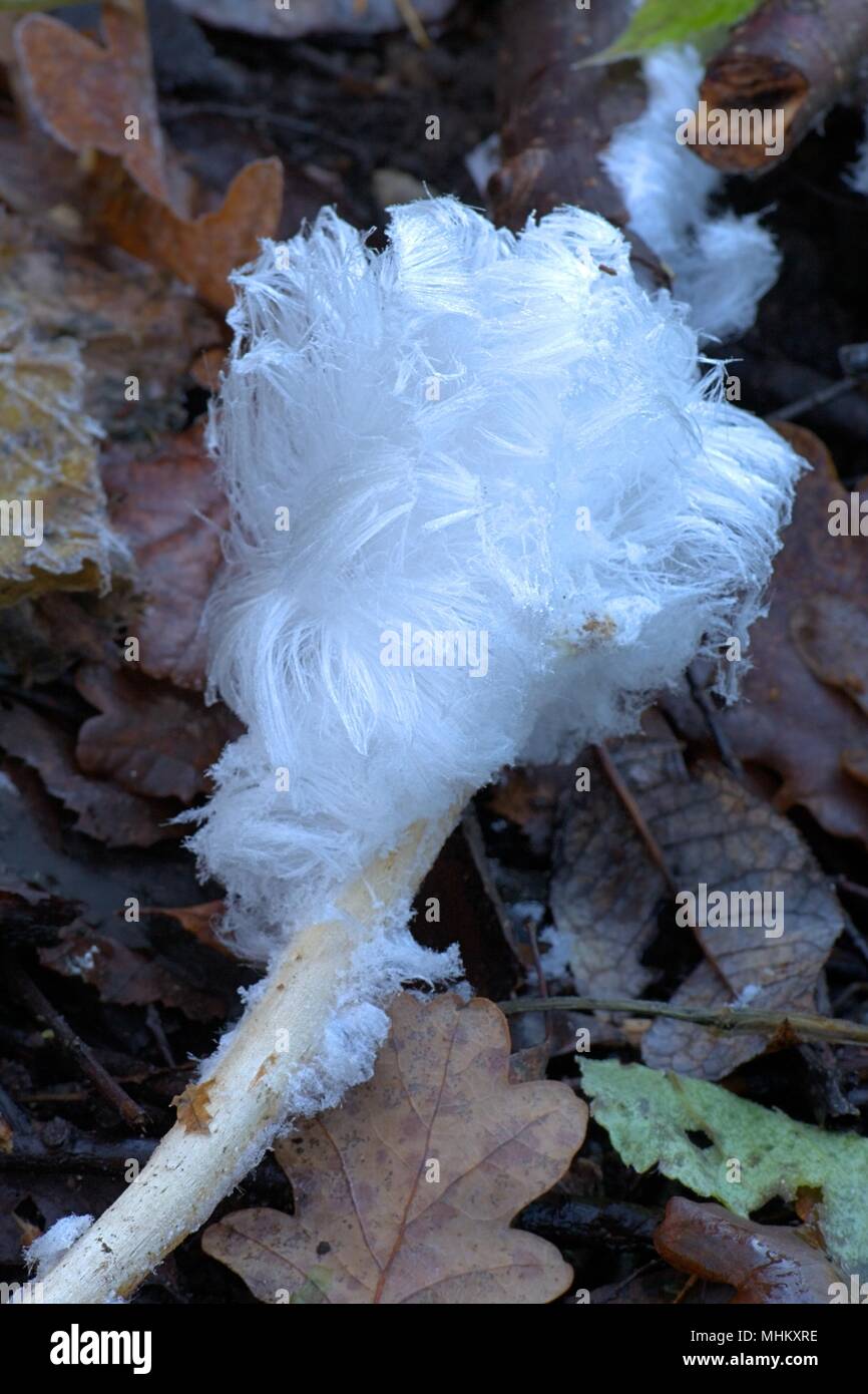 Hair ice, also known as ice wool or frost beard is a rare form of ice ...