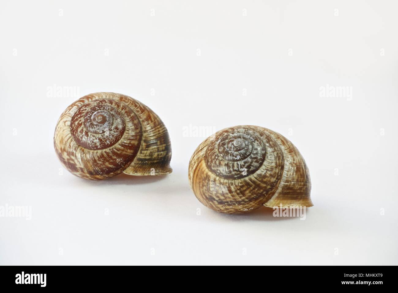 Shell species hi-res stock photography and images - Alamy
