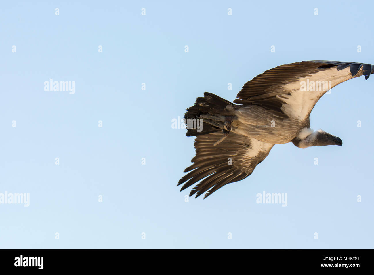 vulture in flight during a show Stock Photo - Alamy
