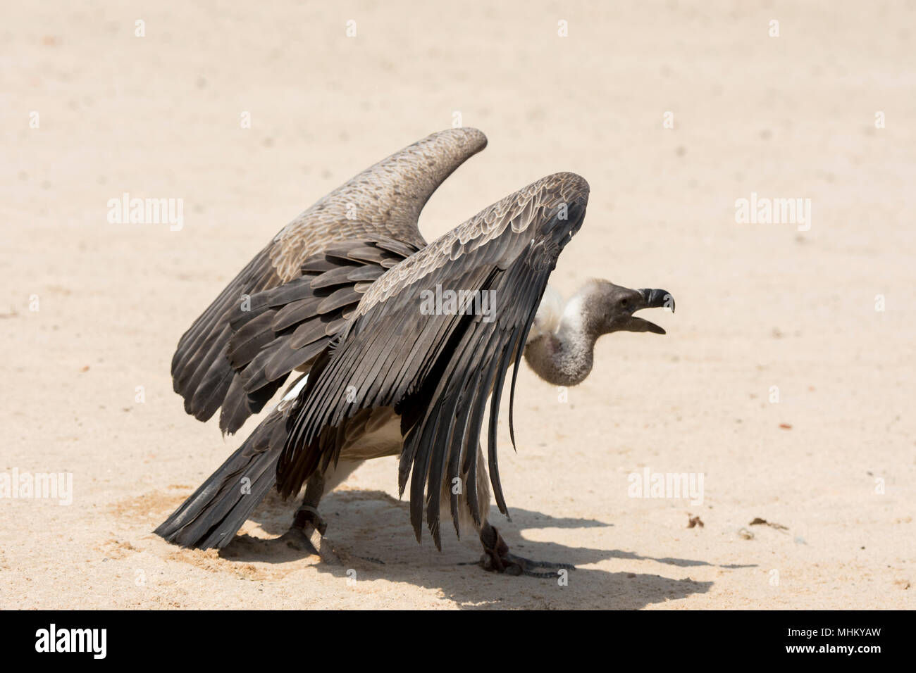 vulture in flight during a show Stock Photo - Alamy