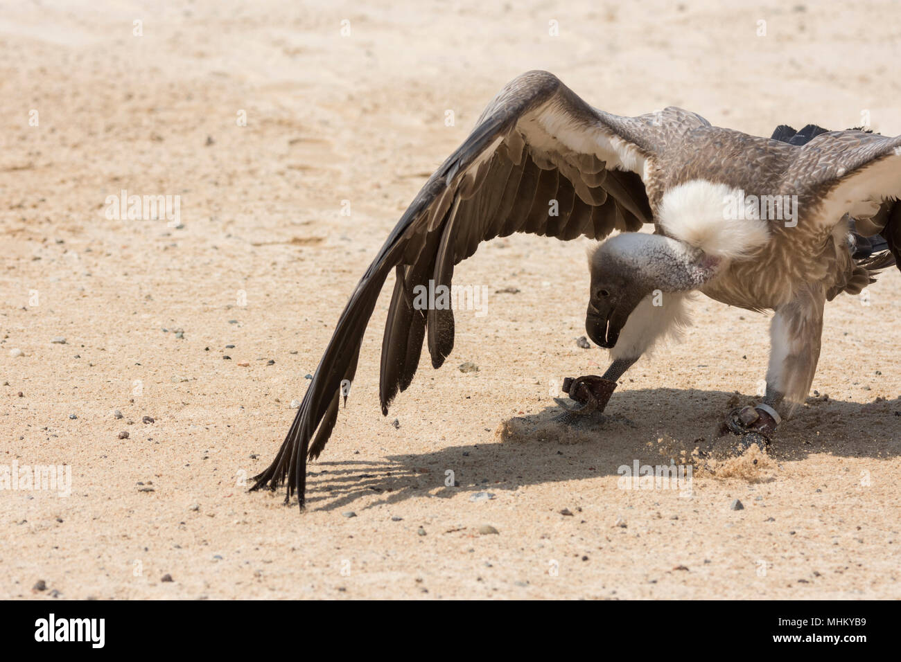 vulture in flight during a show Stock Photo - Alamy
