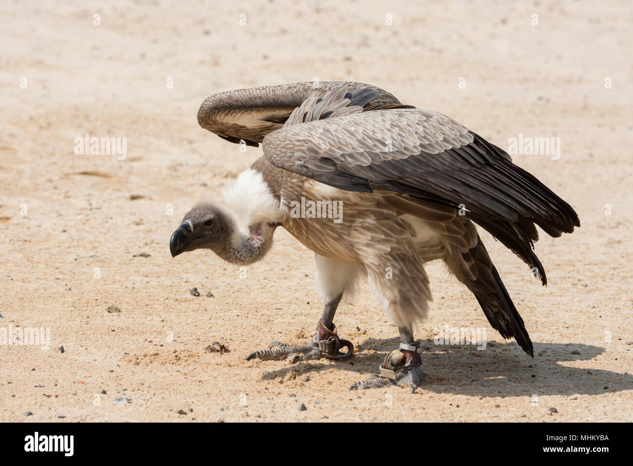 vulture in flight during a show Stock Photo - Alamy