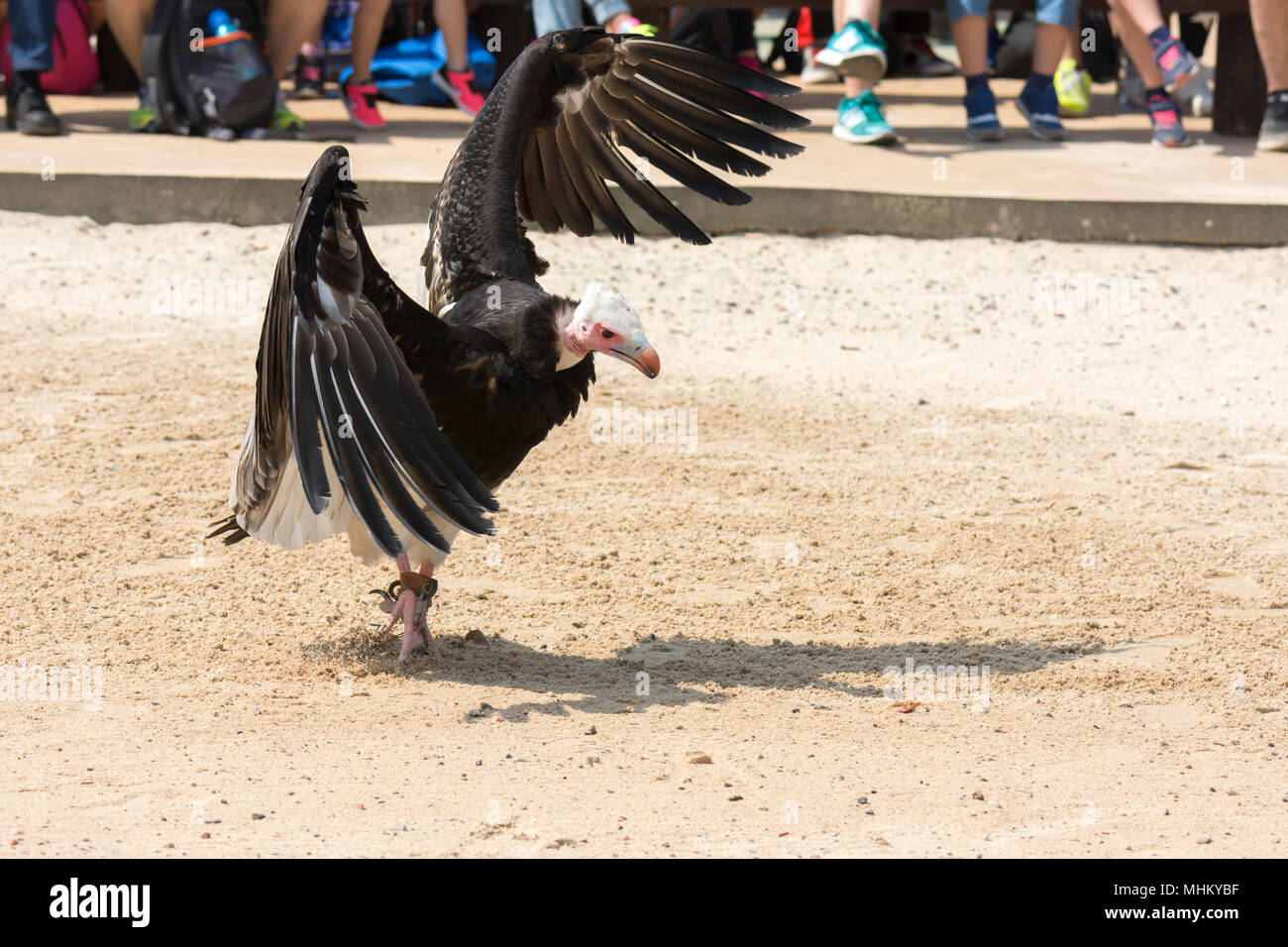 vulture in flight during a show Stock Photo - Alamy