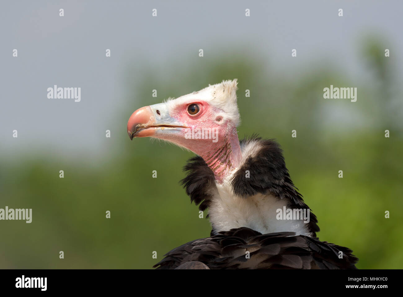 vulture in flight during a show Stock Photo - Alamy