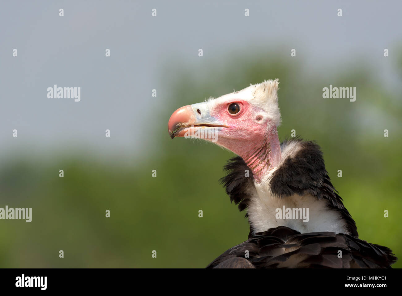 vulture in flight during a show Stock Photo - Alamy