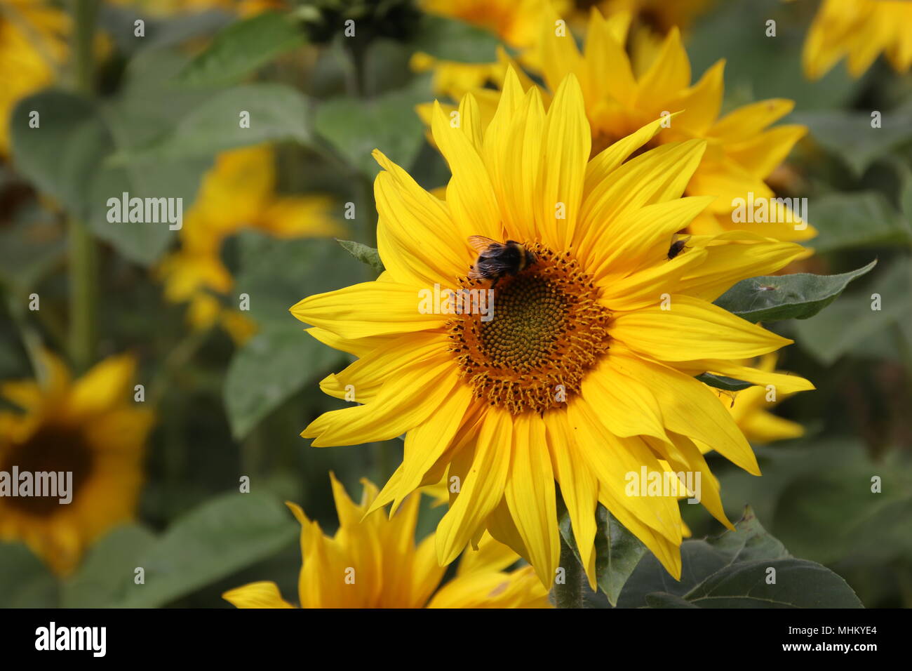 Closeup bee sunflower hi-res stock photography and images - Alamy