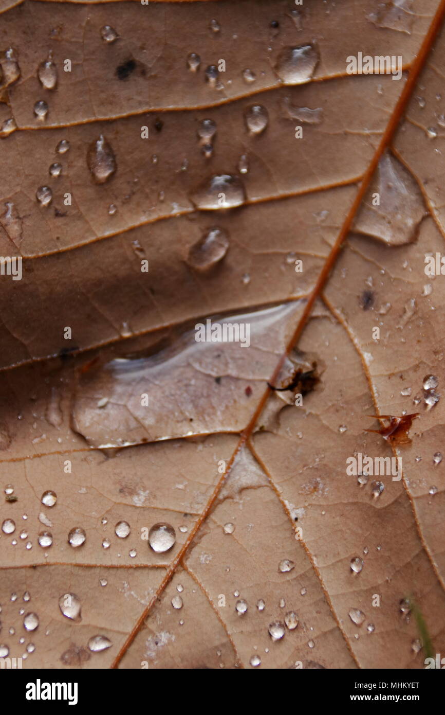 Brown water droplet hi-res stock photography and images - Alamy