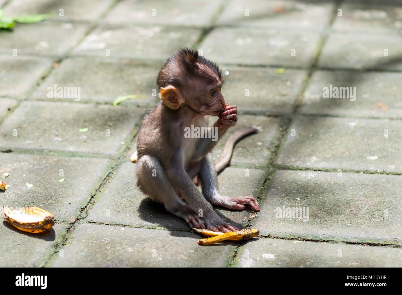 Monkey Eating Peanuts High Resolution Stock Photography and Images - Alamy