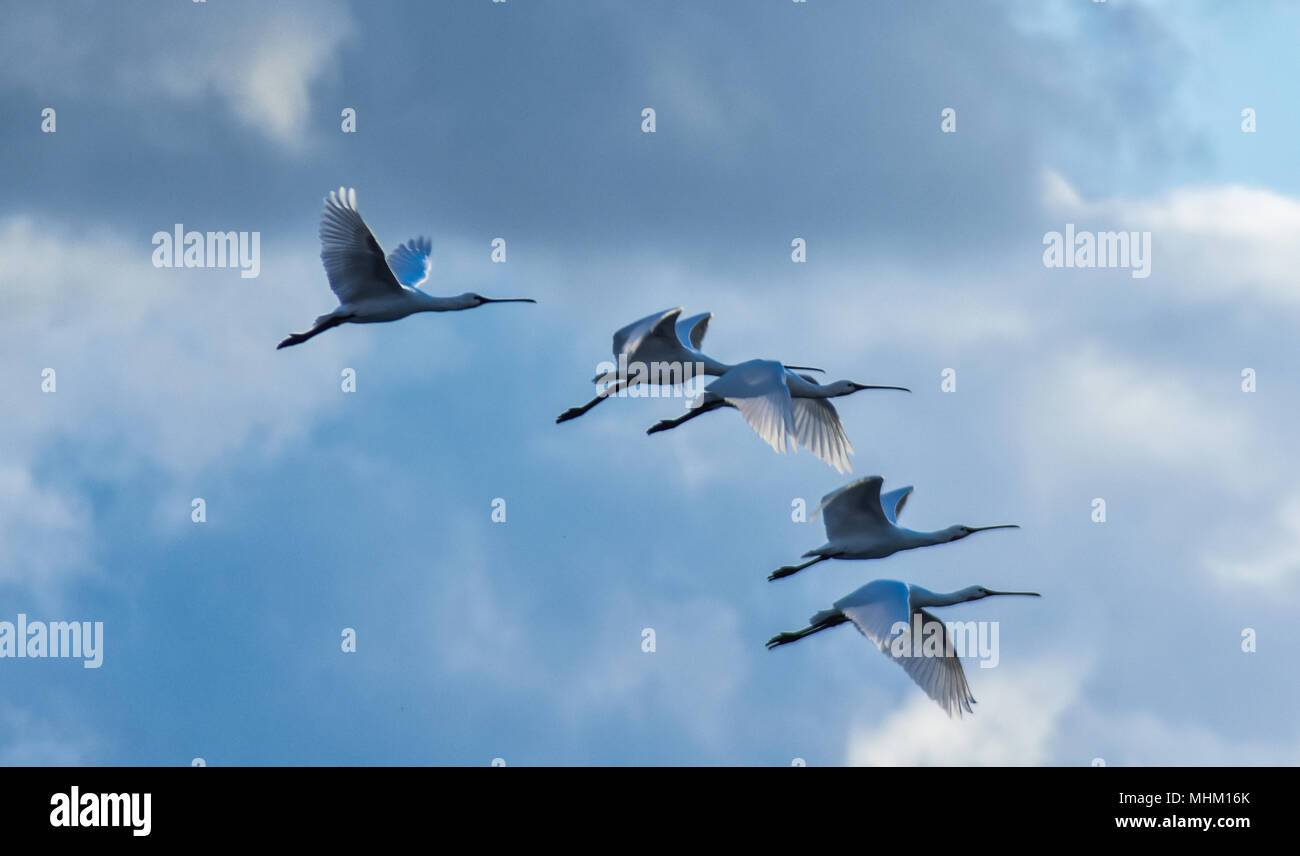 Flying wild birds Stock Photo - Alamy