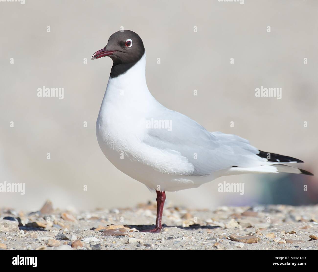 Black Headed Gull Stock Photo - Alamy